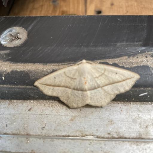 Confused Eusarca Moth (Eusarca Confusaria) Insect Identification Guide ...