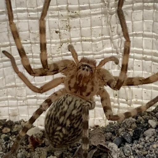 Water Penny Beetles (Psephenidae) Insect Identification Guide, Habitat ...