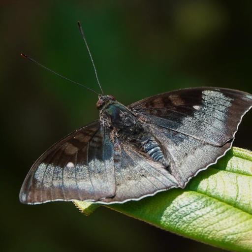Powdered Baron (Euthalia Monina) Insect Identification Guide, Habitat ...