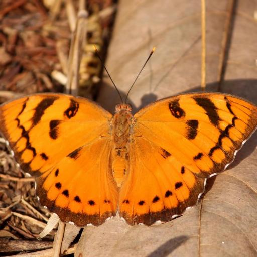 Baronet (Euthalia Nais) Insect Identification Guide, Habitat & Facts