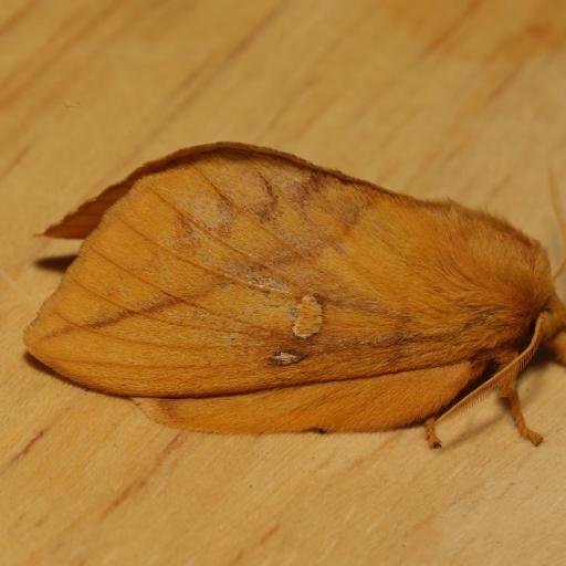 Drinker Moth (Euthrix Potatoria) Insect Identification Guide, Habitat ...