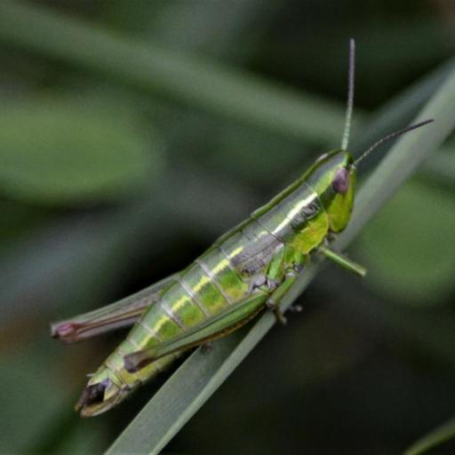 Small Gold Grasshopper (Euthystira Brachyptera) Insect Identification ...