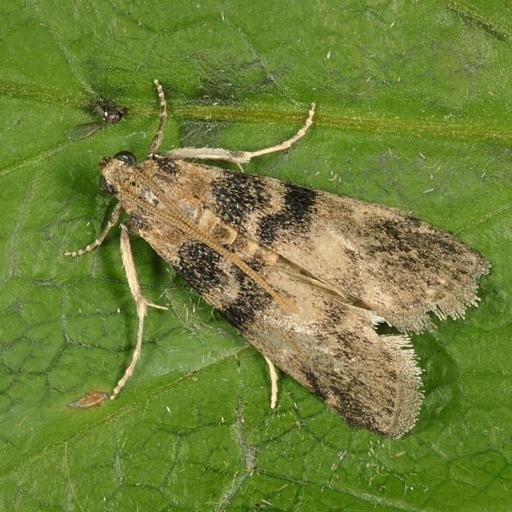 Ash-bark Knot-horn (Euzophera Pinguis) Insect Identification Guide ...