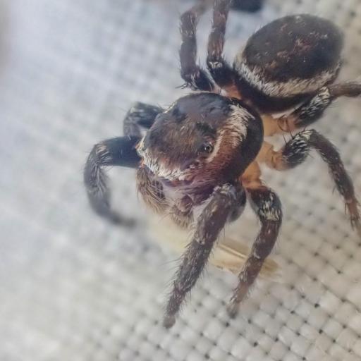 Proszynski's Jumping Spider (Evarcha Proszynskii) Insect Identification ...