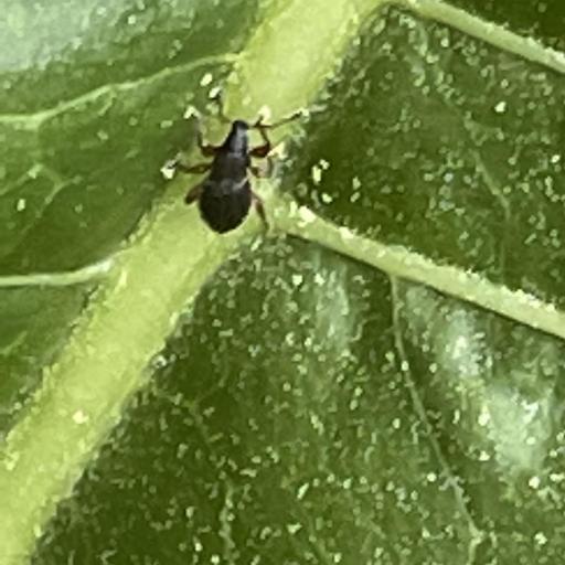 Hairy Spider Weevil (Exomias Pellucidus) Insect Identification Guide ...