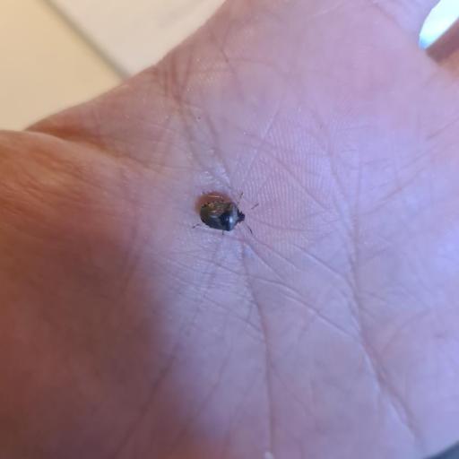 Baphomet Moth (Creatonotos Gangis) Insect Identification Guide, Habitat ...