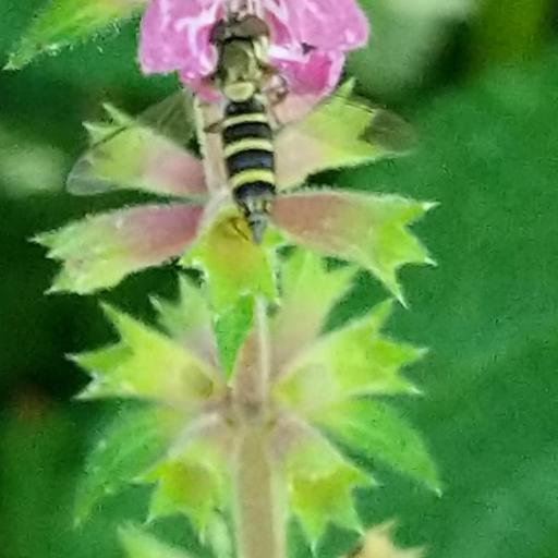 Diamond Spottail (Fazia Micrura) Insect Identification Guide, Habitat ...