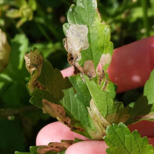 Fenella Insect Identification Guide, Habitat & Facts