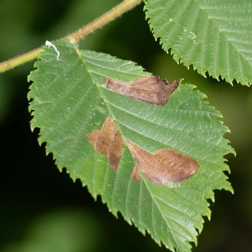 Elm Leafminer (Fenusa Ulmi) Insect Identification Guide, Habitat & Facts