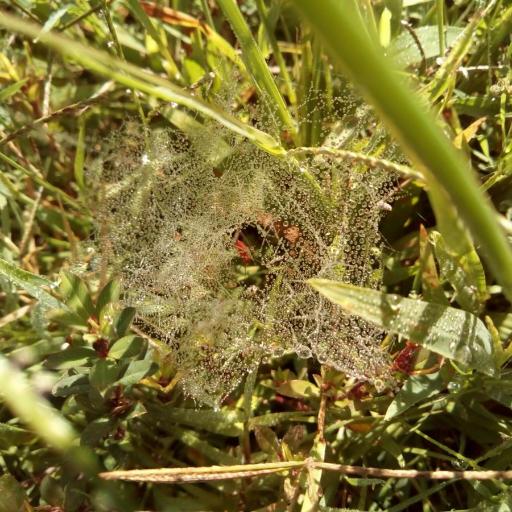 Black-tailed Red Sheetweaver (Florinda Coccinea) Insect Identification ...