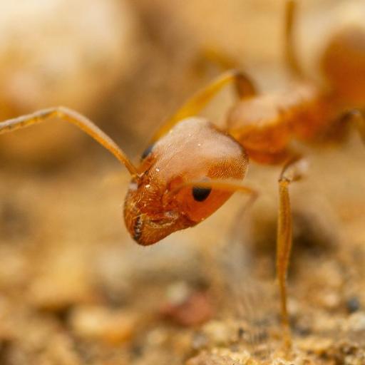 Forelius Insect Identification Guide, Habitat & Facts