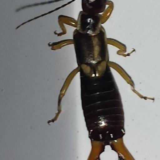 European Earwig Complex (Forficula Auricularia) Insect Identification ...