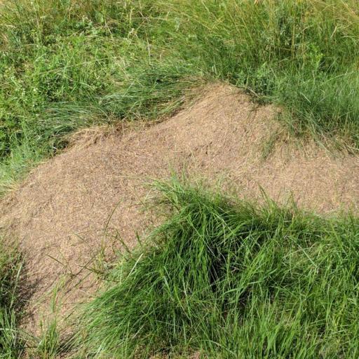 Exsecta-Group Wood And Mound Ants (Formica Exsecta) Insect ...