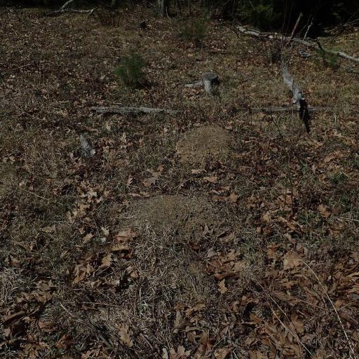 Allegheny Mound Ant (Formica Exsectoides) Insect Identification Guide ...