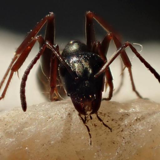 Fusca-Group Field Ants And Allies (Formica Fusca) Insect Identification ...