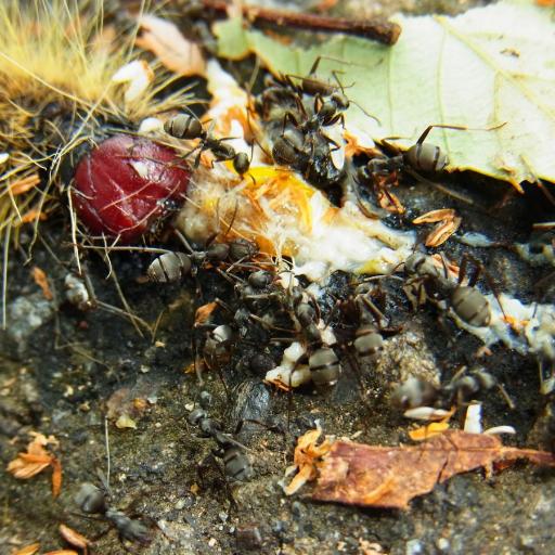Japanese Wood Ant (Formica Japonica) Insect Identification Guide ...