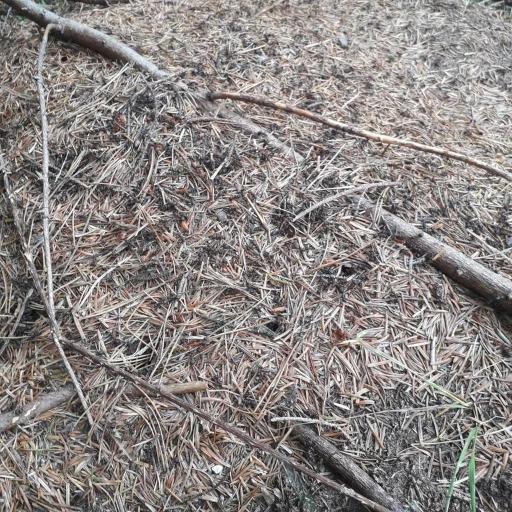 Hairy Wood Ant (Formica Lugubris) Insect Identification Guide, Habitat ...