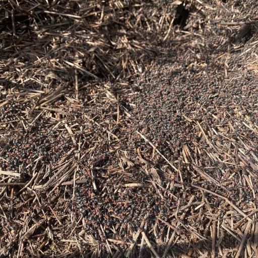 Western Thatching Ant (Formica Obscuripes) Insect Identification Guide ...