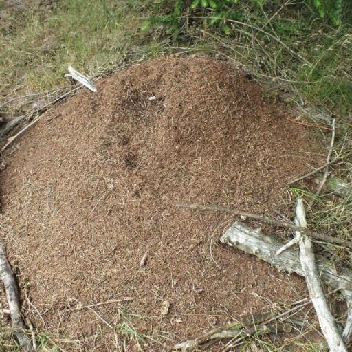 European Red Wood Ant (Formica Polyctena) Insect Identification Guide ...