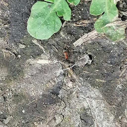 Rufibarbis-Group Wood Ants (Formica Rufibarbis) Insect Identification ...