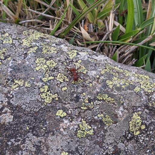 Formica Truncorum Insect Identification Guide, Habitat & Facts