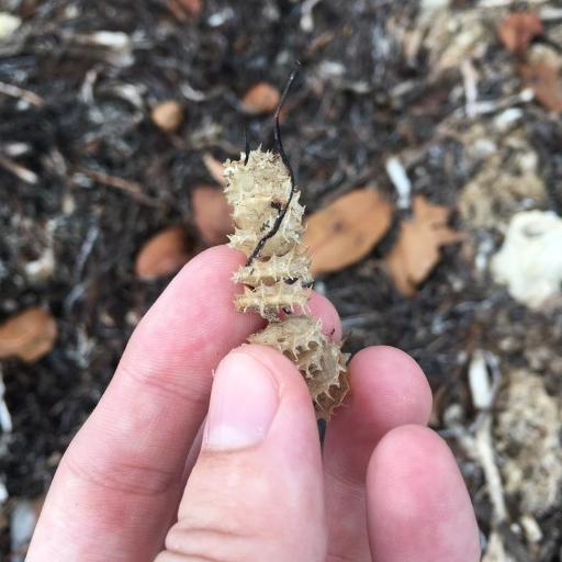 Florida Pear Whelk (Fulguropsis Pyruloides) Insect Identification Guide ...