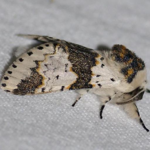 Alder Kitten (Furcula Bicuspis) Insect Identification Guide, Habitat ...