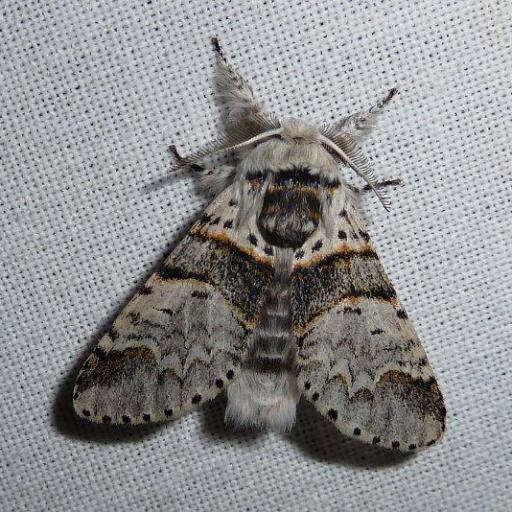 Poplar Kitten (Furcula Bifida) Insect Identification Guide, Habitat & Facts