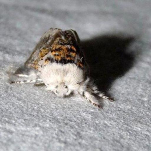 Sallow Kitten (Furcula Furcula) Insect Identification Guide, Habitat ...