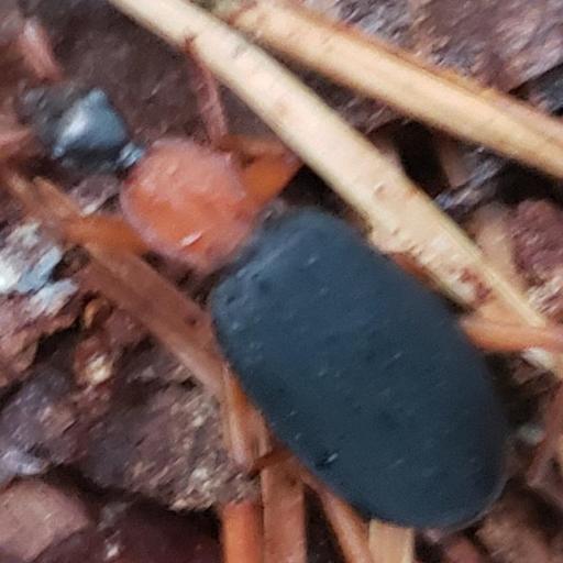 Galerita Bicolor Insect Identification Guide, Habitat & Facts