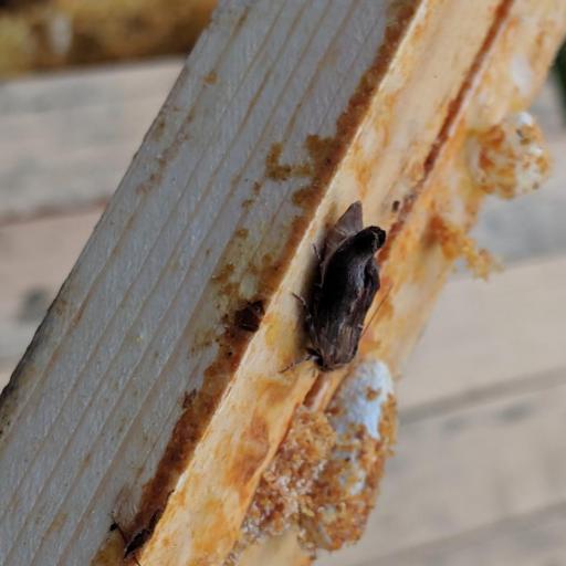 Greater Wax Moth (Galleria Mellonella) Insect Identification Guide ...