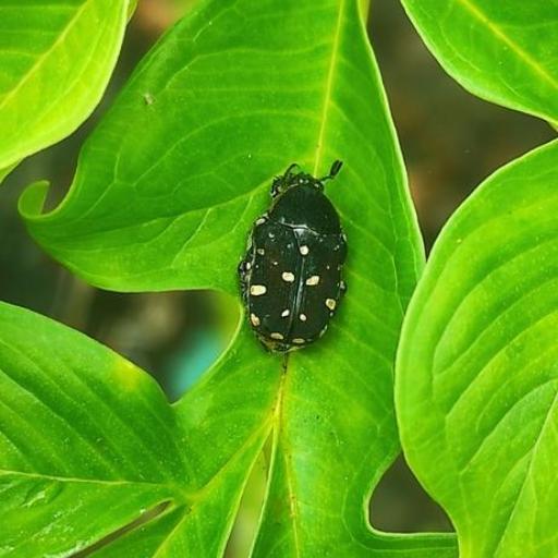 Blue Flower Chafer (Gametis Jucunda) Insect Identification Guide ...