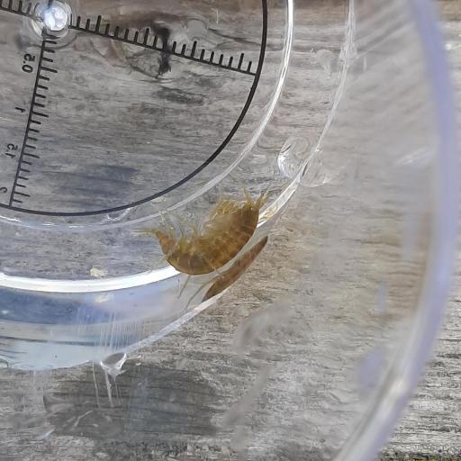 Lacustrine Scud (Gammarus Lacustris) Insect Identification Guide ...