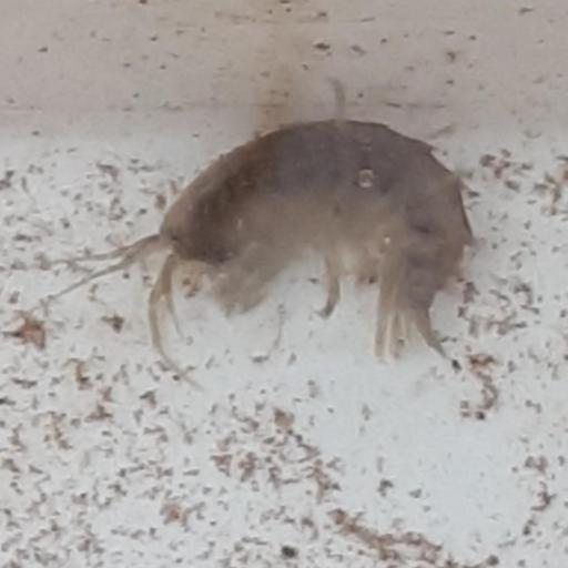 Roeseli's Scud (Gammarus Roeselii) Insect Identification Guide, Habitat ...