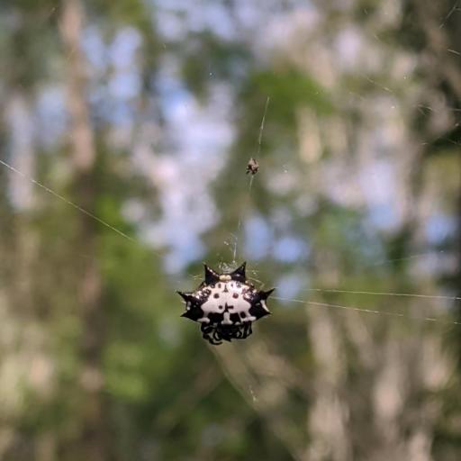 Black-And-White Spiny Spider (Gasteracantha Kuhli) Insect ...