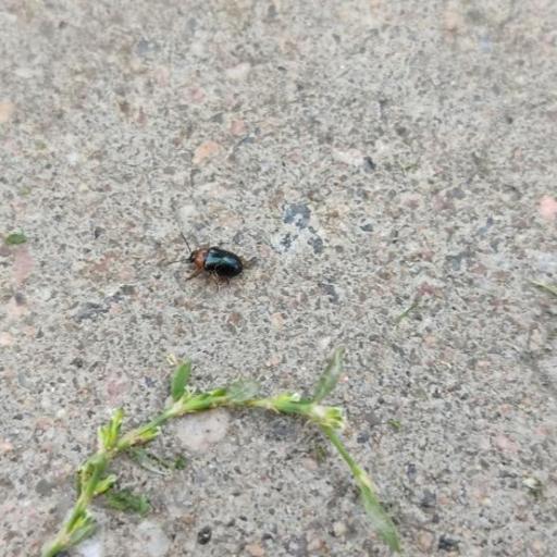 Knotweed Leaf Beetle (Gastrophysa Polygoni) Insect Identification Guide ...