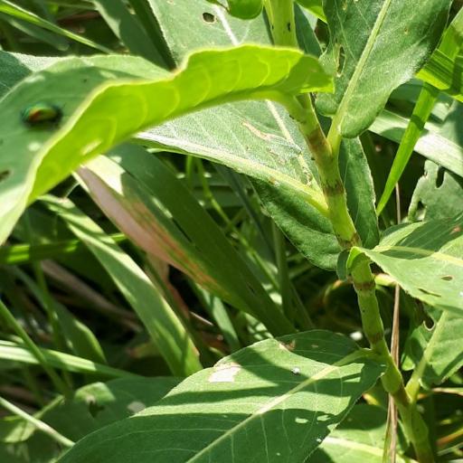 Green Dock Beetle (Gastrophysa Viridula) Insect Identification Guide ...