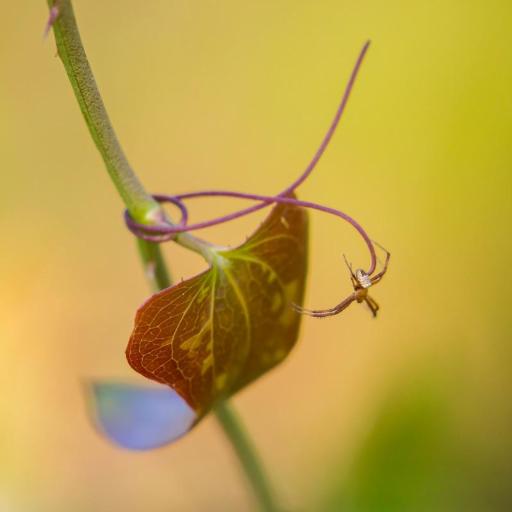 Gea Insect Identification Guide, Habitat & Facts