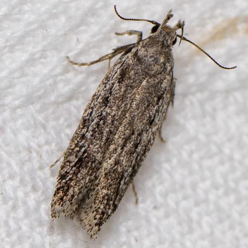 Gelechia Insect Identification Guide, Habitat & Facts