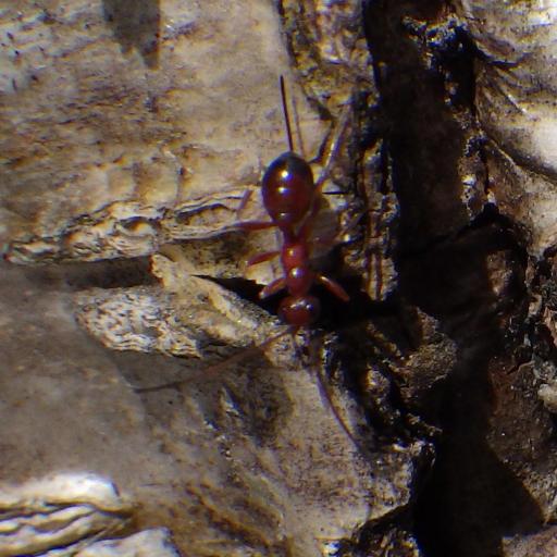 Gelis Insect Identification Guide, Habitat & Facts