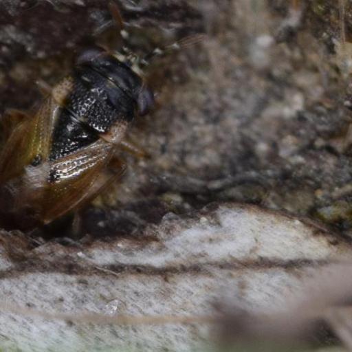 Big-eyed Bug (Geocoris) Insect Identification Guide, Habitat & Facts