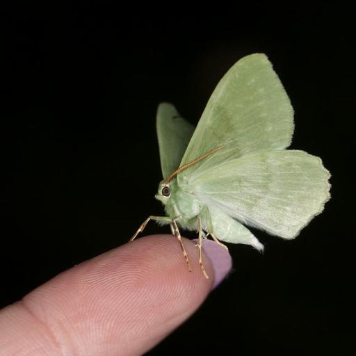 Large Emerald (Geometra Papilionaria) Insect Identification Guide ...