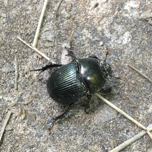 Splendid Earth-Boring Beetle (Geotrupes Splendidus) Insect ...