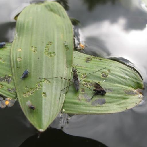 Gerris Argentatus Insect Identification Guide, Habitat & Facts