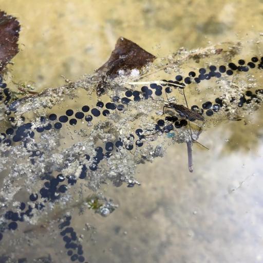 Eurasian Common Pond Skater (Gerris Lacustris) Insect Identification ...