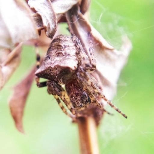 Two-tubercled Orb-web (Gibbaranea Bituberculata) Insect Identification ...