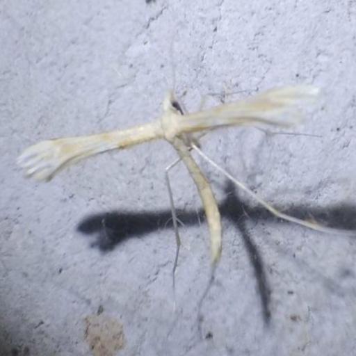 Tansy Plume Moth (Gillmeria Ochrodactyla) Insect Identification Guide ...