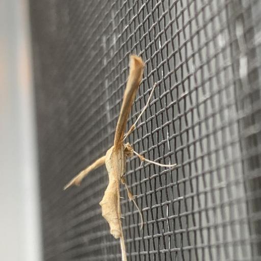 Yarrow Plume Moth (Gillmeria Pallidactyla) Insect Identification Guide ...