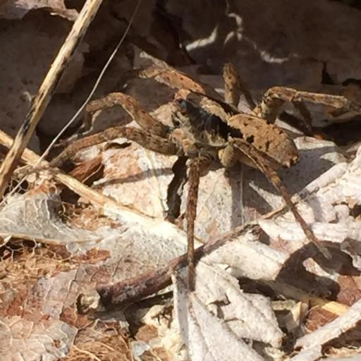 Sword Wolf Spiders (Gladicosa) Insect Identification Guide, Habitat & Facts