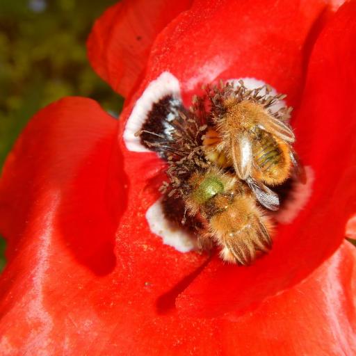 Bumble Bee Scarab Beetles (Glaphyridae) Insect Identification Guide ...